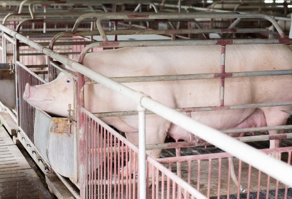 Knowledge about the characteristics of good fatten pigs and the best ...