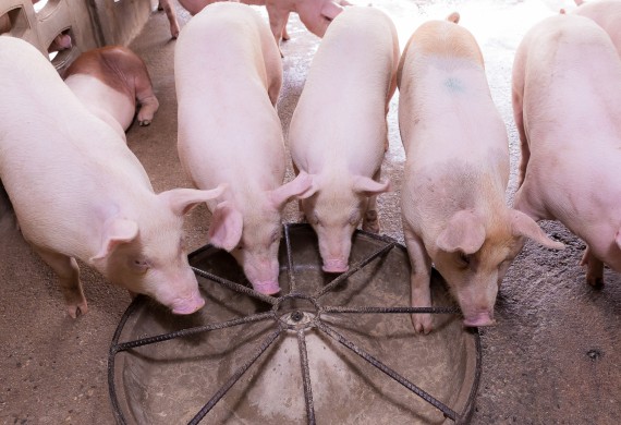 Knowledge about the characteristics of good fatten pigs and the best ...