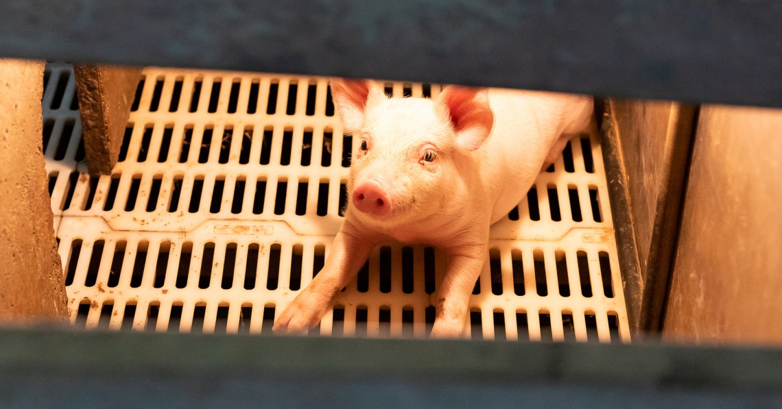 SP Farm - Types of pigs