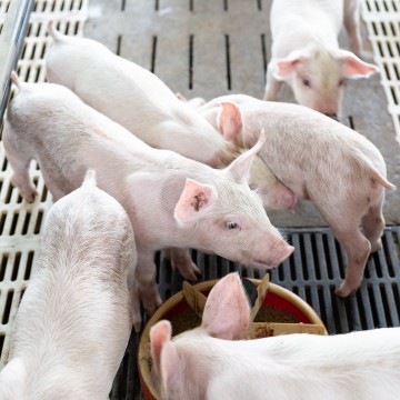 It is a pig farm sells both pig breeders quality healthy pig breed ...